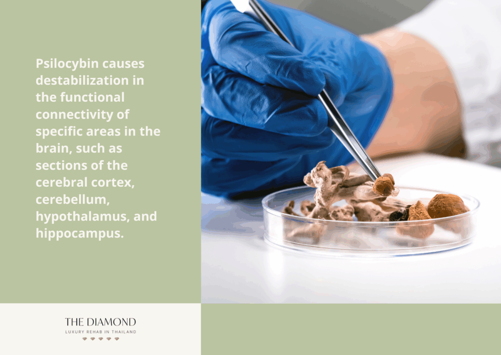 Is psilocybin addictive? - The Diamond Rehab Thailand